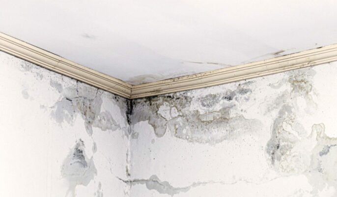 Wall fungus: Causes, consequences and prevention
