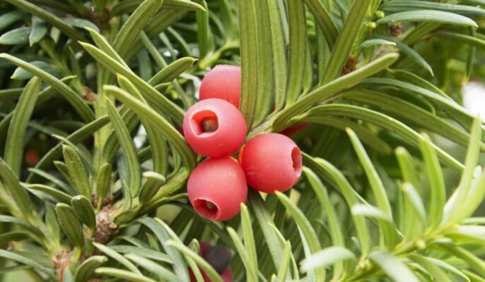 How to grow Yew plant?