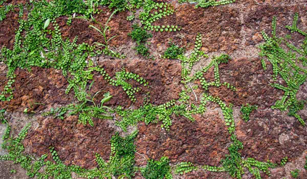 Laterite bricks: Meaning, origin, composition and applications