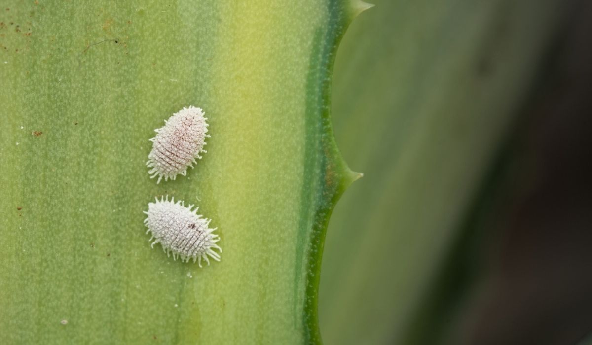 How to get rid of Mealybugs?