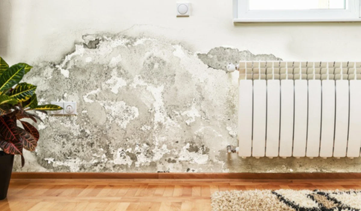 Dampness in wall: Causes and solutions