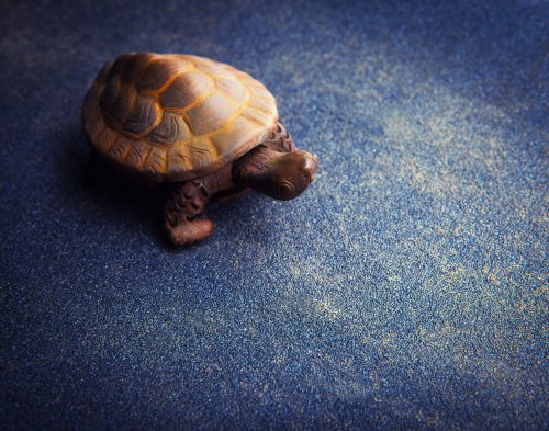 Vastu and Tortoise: Benefits and direction for placement