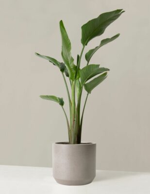 10 houseplants to remove dust from your home and purify air.