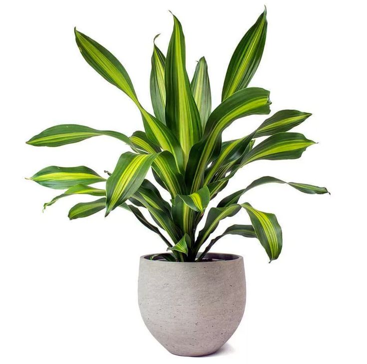 10 houseplants to remove dust from your home and purify air.