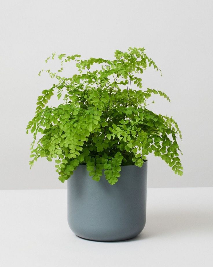 10 houseplants to remove dust from your home and purify air.