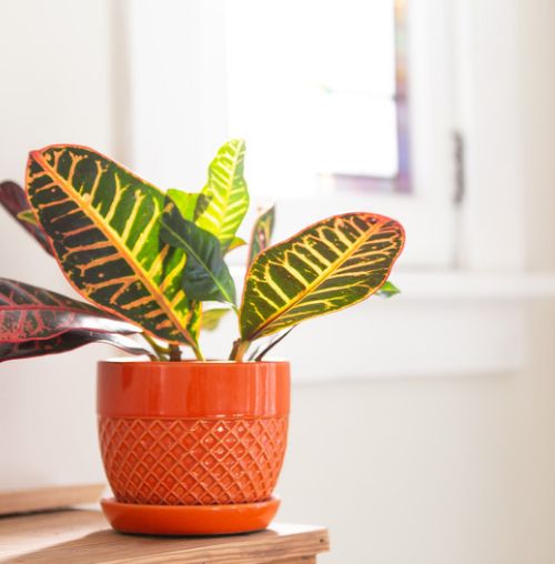 10 hanging plants that remove dust