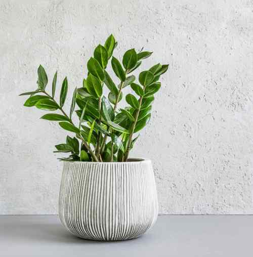 Top 10 student friendly plants for home decor