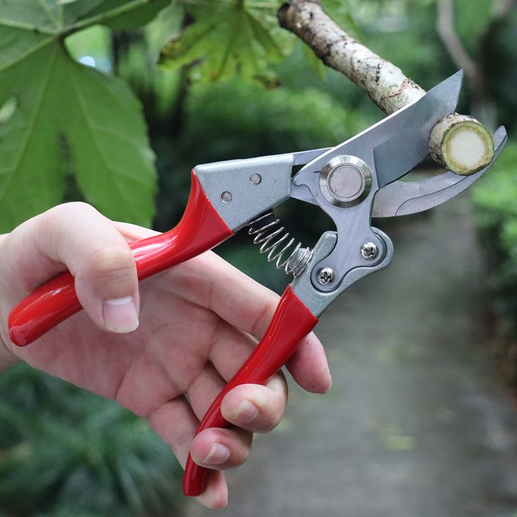 12 essential gardening tools for beginners