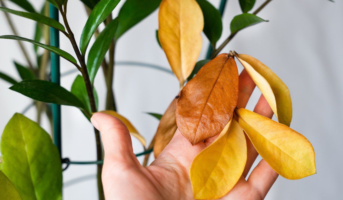 Effects Of Air Pollution On Plants